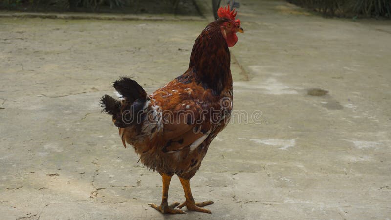 Hen full HD pictures stock image. Image of side, cute - 167125547