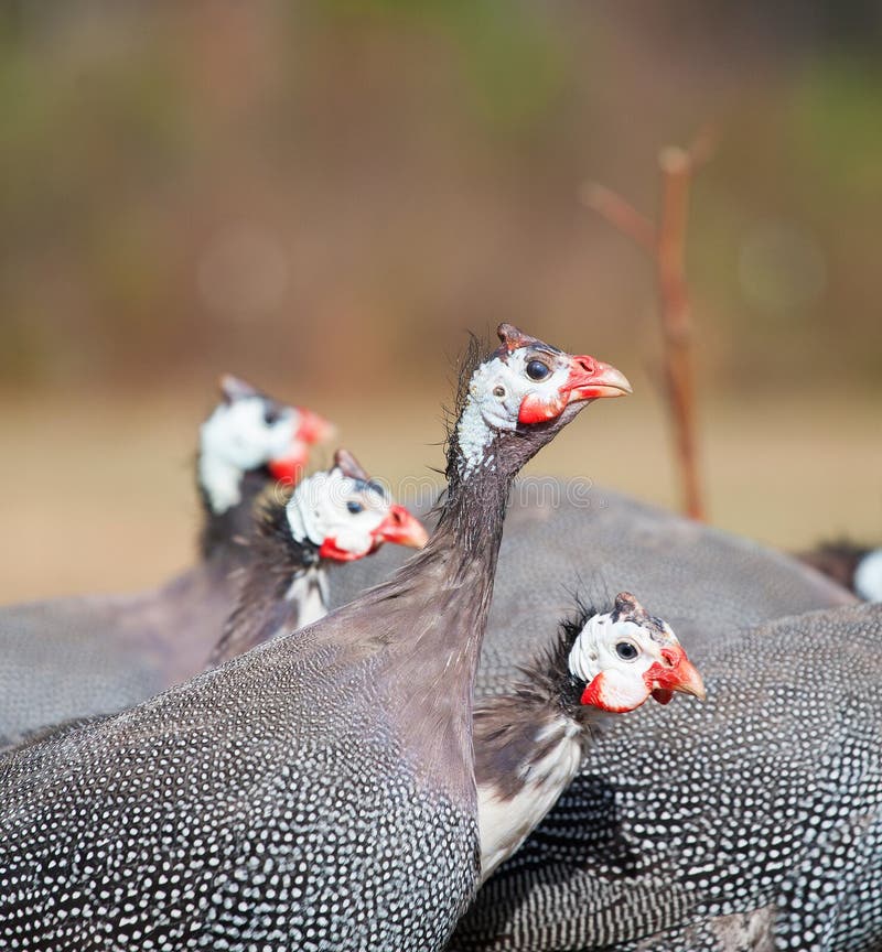 Guinea hen stock photo. Image of birds, nature, poultry - 1605316