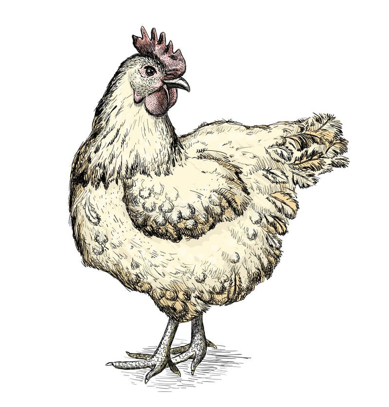 Hen Graphic Sketch Illustration Stock Vector - Illustration of animal ...