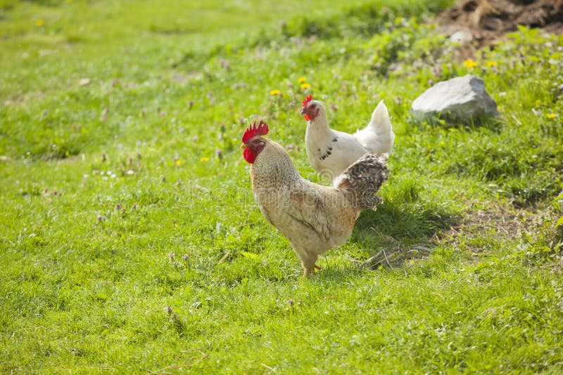 Hen in the grass stock photo. Image of bird, rooster, farm - 5830244