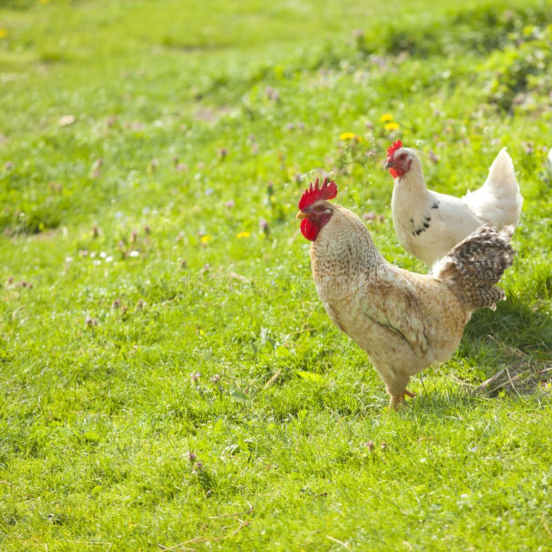 Hen on grass field stock image. Image of farm, rooster - 23886613