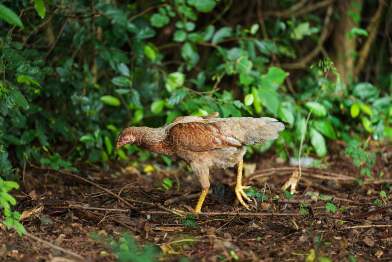Hen in grass field stock photo. Image of farming, poultry - 255337818