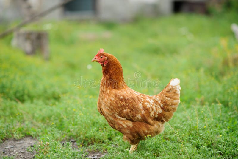 Hen stock photo. Image of fowl, wattle, meadow, outside - 157060542