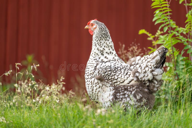 Hen on a Green Lawn Captured from Behind Stock Image - Image of lawn ...