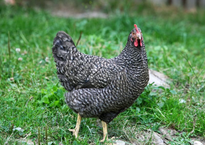 Hen in green nature stock photo. Image of farm, feathers - 35086014