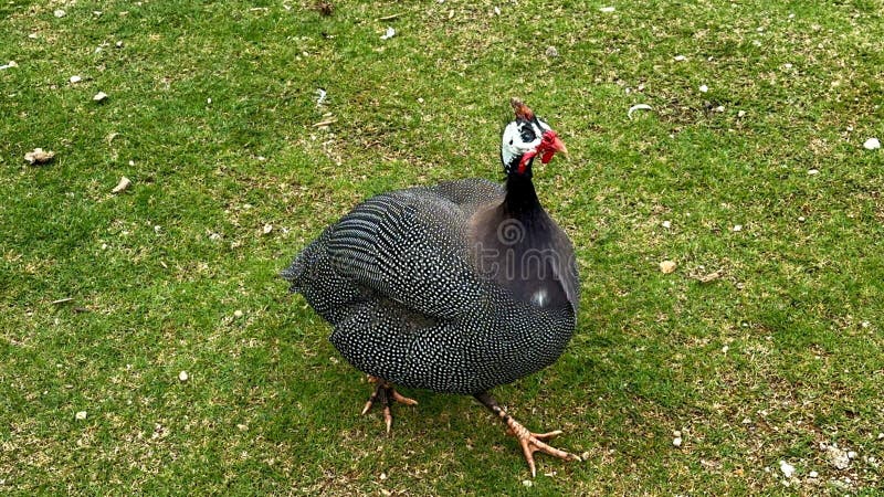 Guinea Fowl Walking on the Lawn. Stock Image - Image of fowl, spring ...