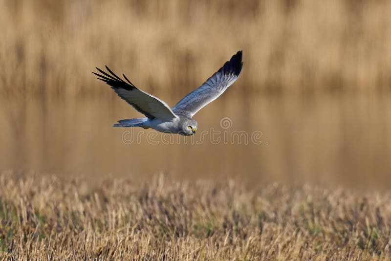Hen harrier Circus cyaneus stock image. Image of harrier - 243366603