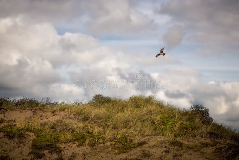 Hen Harrier Flying Over Greenery Field Stock Photo - Image of head ...