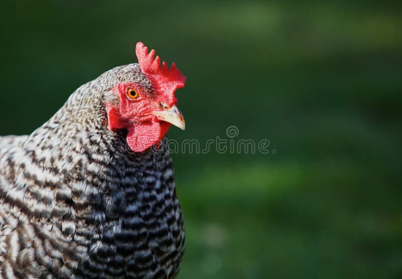 Hen head stock photo. Image of wattles, farm, lawn, feathers - 19007446
