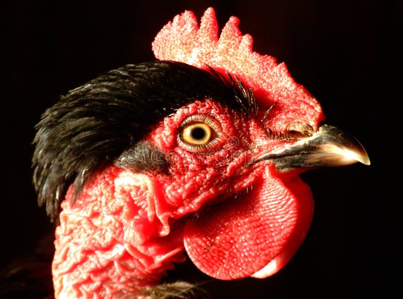 Hen head. stock image. Image of black, barn, chick, color - 101906003