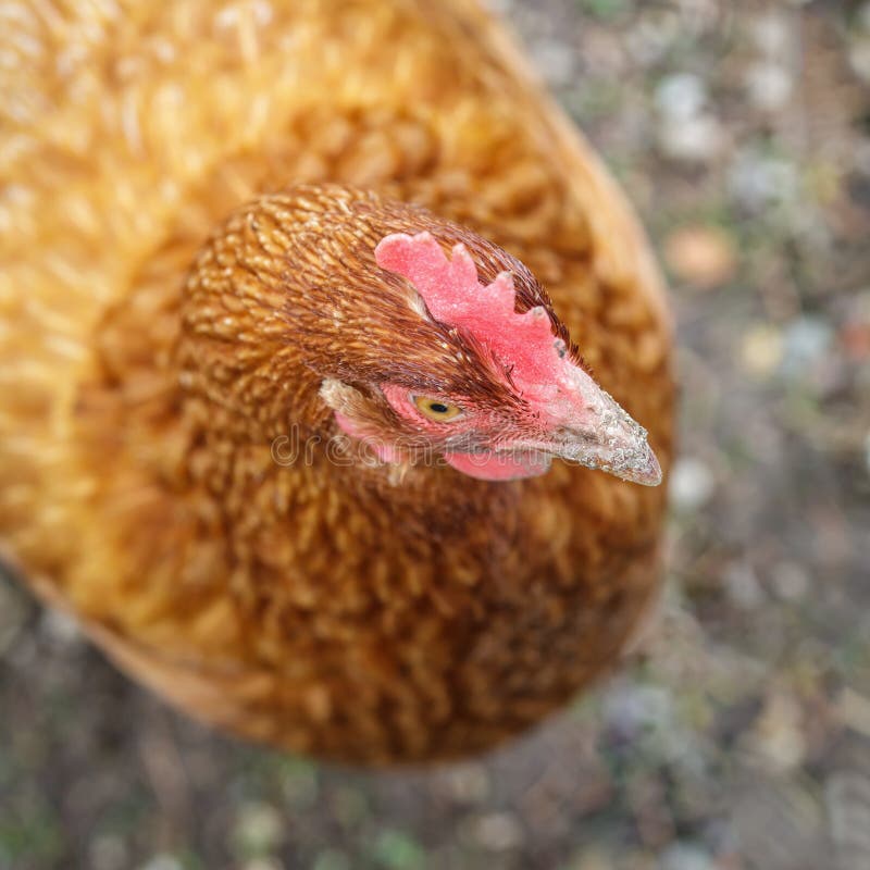 Hen head stock photo. Image of animal, feather, rural - 60284340