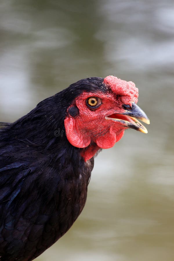 Hen head. stock image. Image of cluck, food, fauna, color - 101906189
