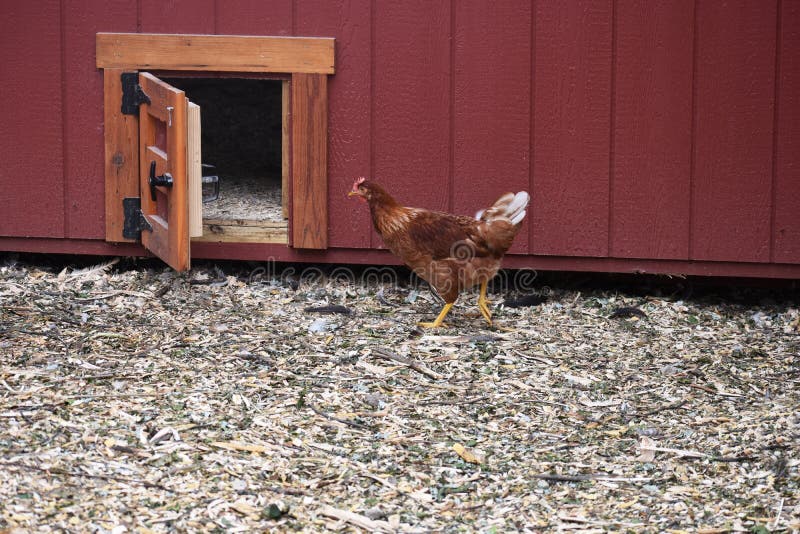 Hen and henhouse door stock image. Image of farm, wild - 100160193