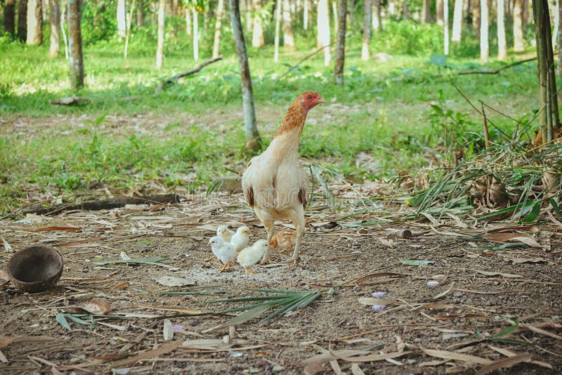 The hen and her baby stock photo. Image of chick, animal - 259595958