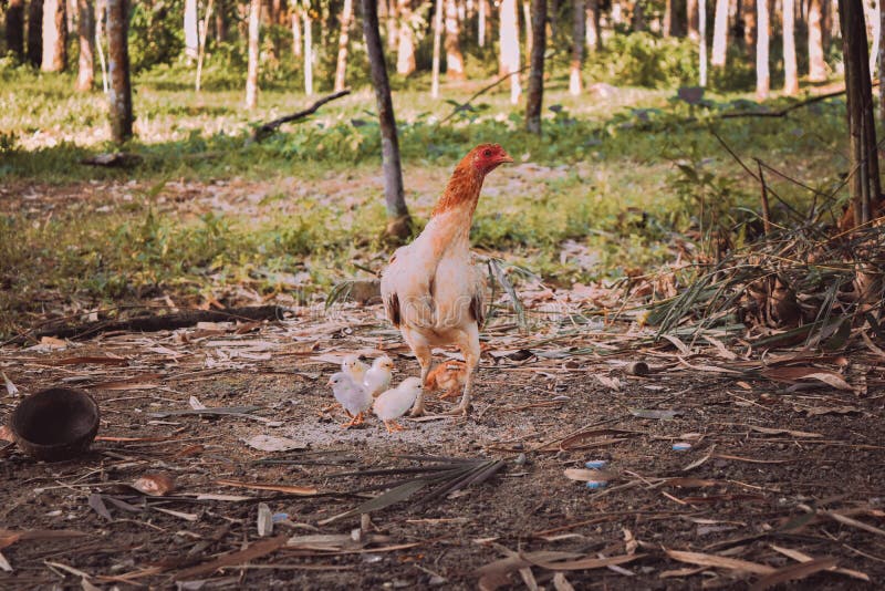 Hen and her children stock photo. Image of wildlife - 259925764