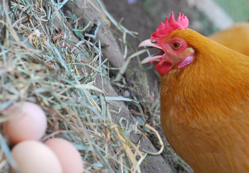 Hen with Her Eggs stock photo. Image of agriculture, eggs - 37654152