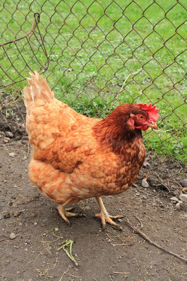 Hen in the home farm stock photo. Image of fowl, garden - 89447008