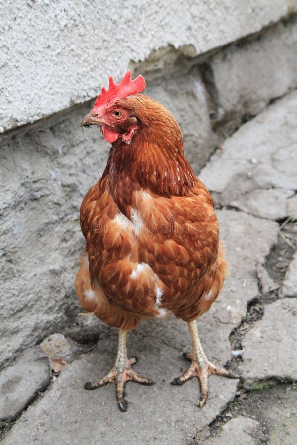 Hen in the home farm stock photo. Image of fowl, garden - 89447008