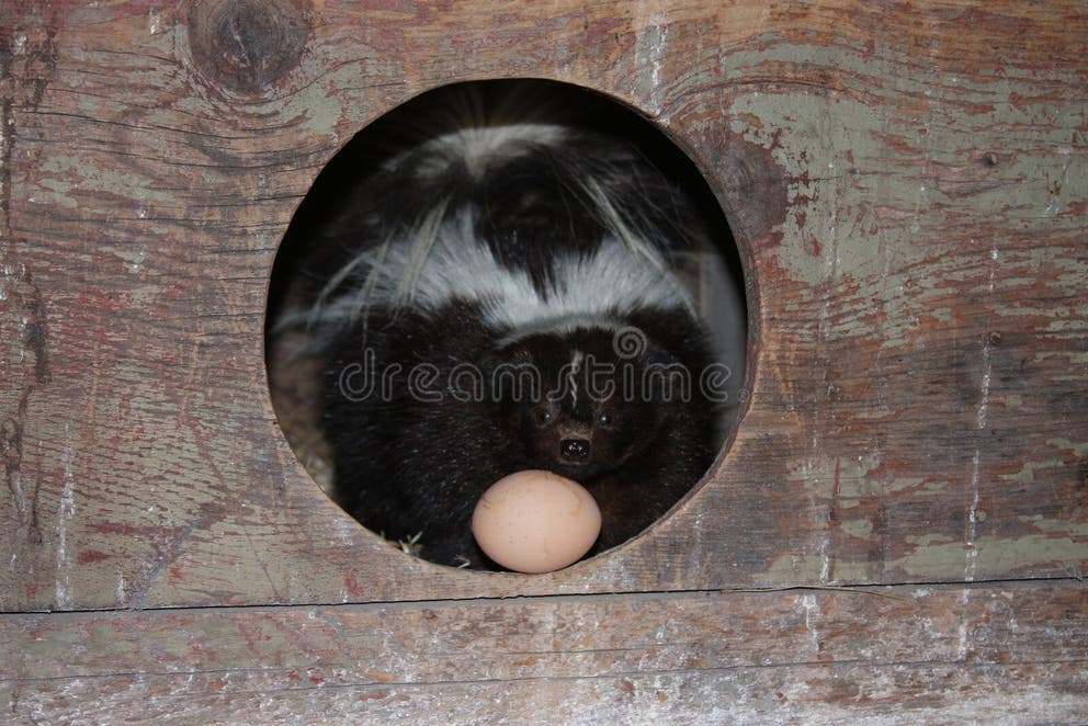 In the hen house! stock photo. Image of eggs, stealing - 29192522