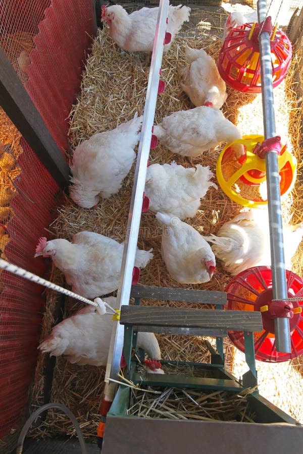 Hen house stock image. Image of feed, perches, boxes - 37716441