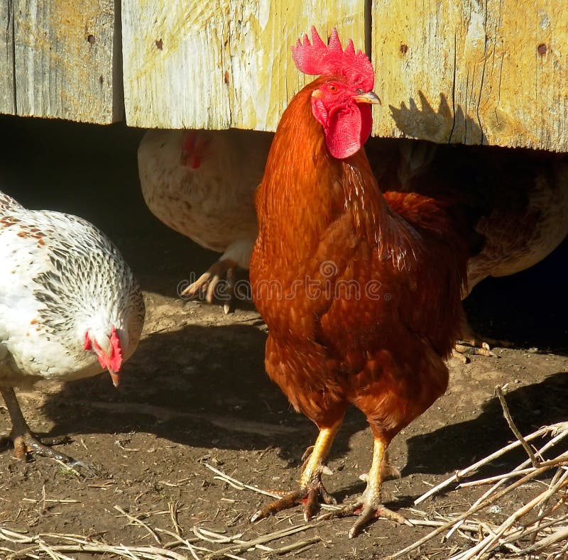 Hen house stock photo. Image of fauna, bird, animal, chicken - 9644374