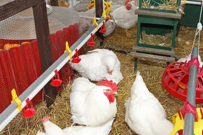 Hen house stock image. Image of laying, bird, modern - 30028413