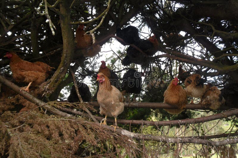 Hen house on the forest stock photo. Image of bird, animals - 172803570