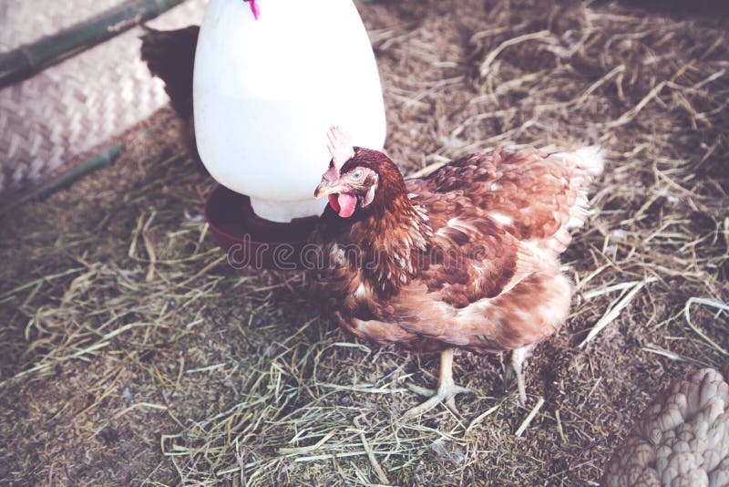 Hen house stock photo. Image of food, bill, flying, equipment - 76983782