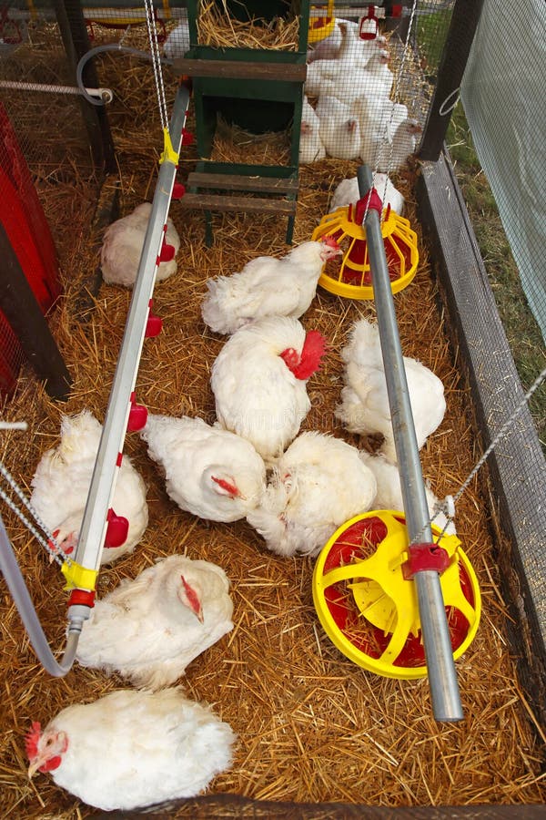 Hen house stock image. Image of chicken, white, sleep - 39990037