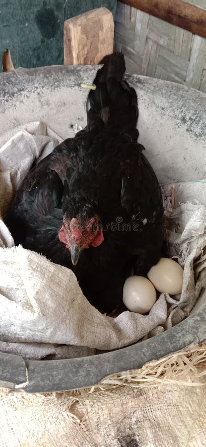 The Hen is Incubating Her Eggs Stock Image - Image of sculpture ...