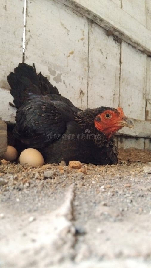 The Hen is Incubating Her Eggs Which Will Soon Hatch Stock Image ...