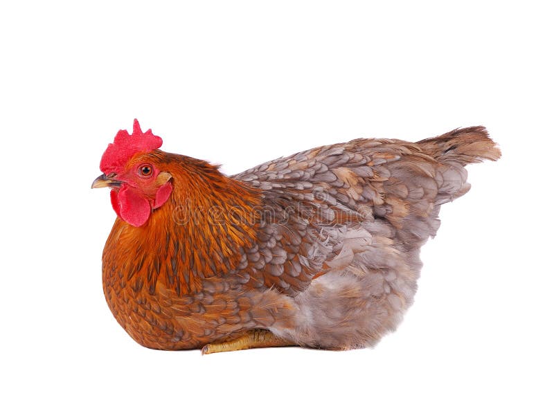Hen isolated on white. stock photo. Image of poultry - 21089988