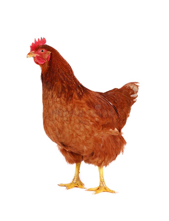 Hen isolated on white. stock image. Image of fowl, pets - 21090215