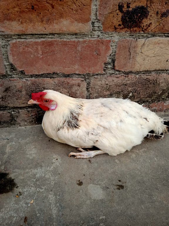 Hen lay egg egg stock image. Image of goose, beak, chicken - 259626669