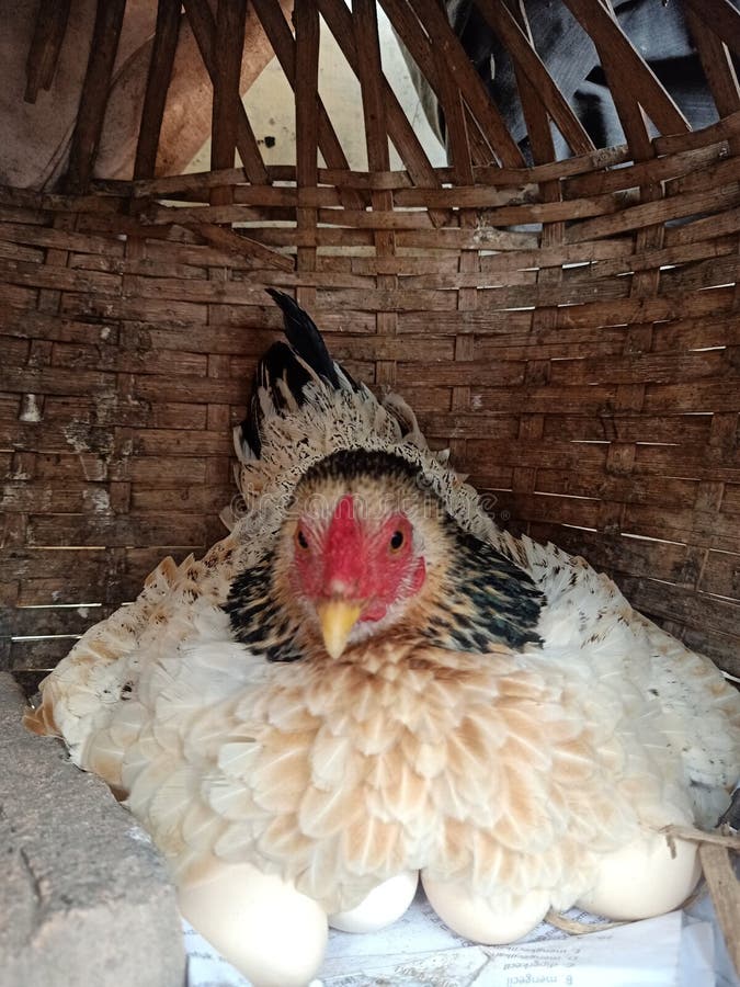 Hen Laying Eggs. Chicken, Chicks Stock Image - Image of laying, eggs ...