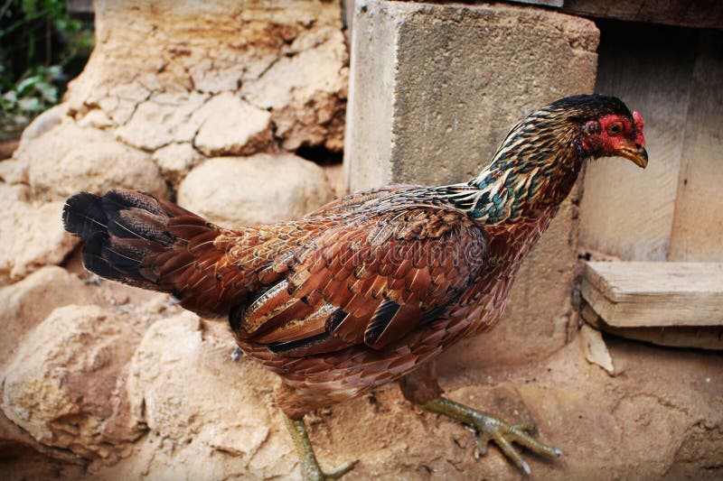 A hen stock image. Image of village, peace, thailand - 90197771