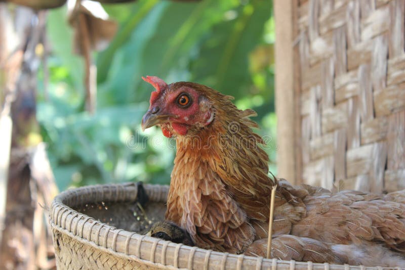 Hen look so angry stock photo. Image of fowl, chicken - 202004846