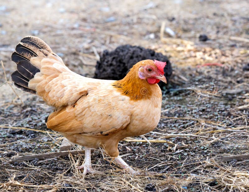 The Hen Look for Something Feed Stock Image - Image of bantam, poultry ...