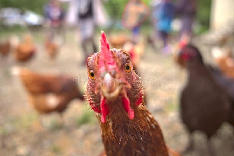 Hen Looking at the Camera in Front Stock Image - Image of feather ...