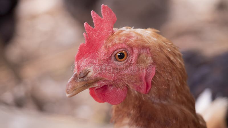 Hen looking at the camera stock photo. Image of camera - 224202750