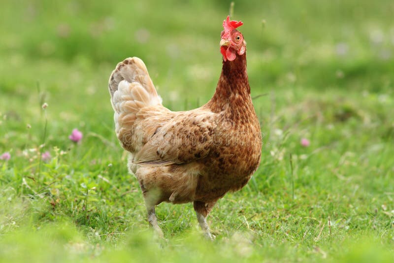 124 Hen Looking Camera Farm Yard Stock Photos - Free & Royalty-Free ...