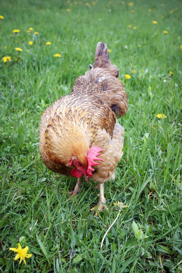 Chicken and chicks stock photo. Image of birds, chicks, hens - 62870