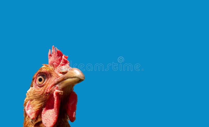 Hen Looking Down from Above. Chick Looking Down on Blue Sky Background ...