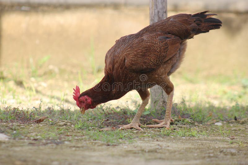 A hen is looking for food stock photo. Image of head - 304019770