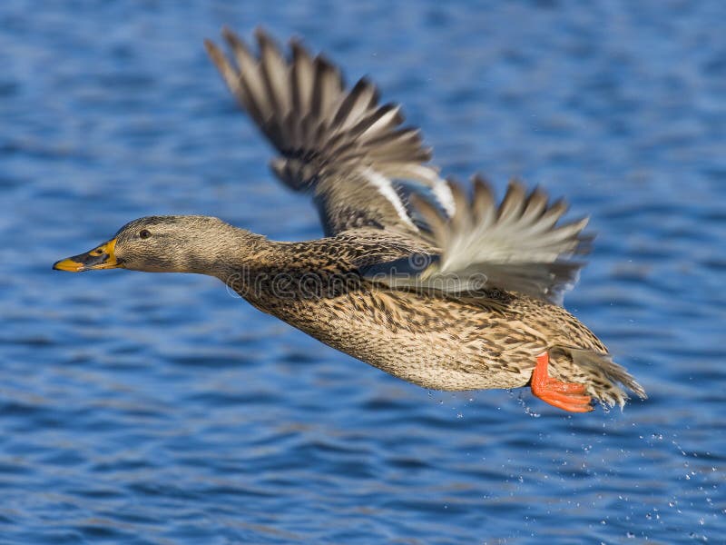 Mallard flight 1 stock image. Image of hunting, beak - 11774253