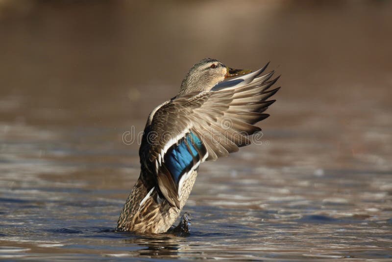 A Hen Mallard Duck Flapping Wings in Fall Stock Photo - Image of head ...