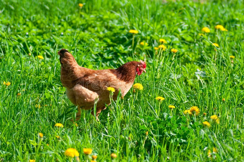 Hen in the meadow stock photo. Image of field, brown - 37950344