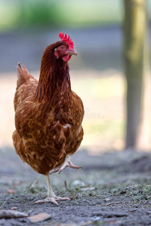Hen in the meadow stock image. Image of fence, green - 93020303
