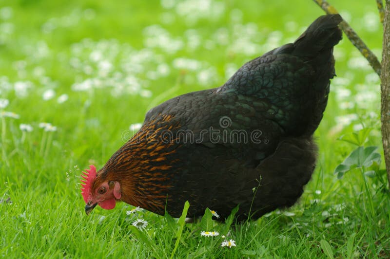 Hen in meadow stock photo. Image of brown, flowers, hens - 36906218