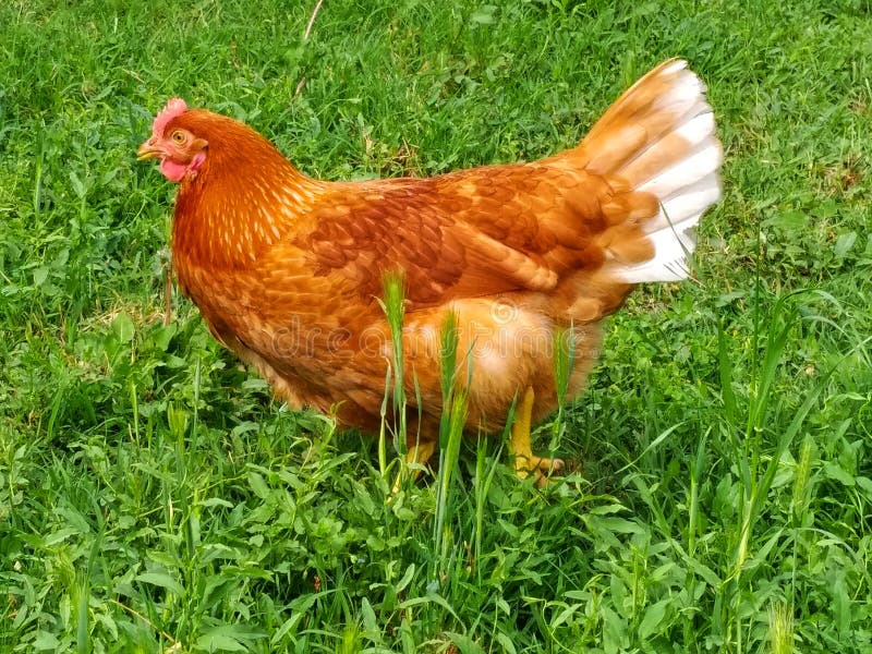 Hen in the Middle of the Meadow Stock Image - Image of grass, prairie ...